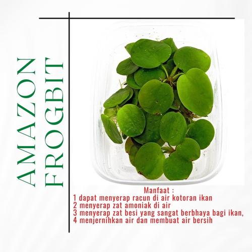 Jual Bibit Amazon Frogbit Tumbuhan Air Apung Aquarium - Kota Bandung ...