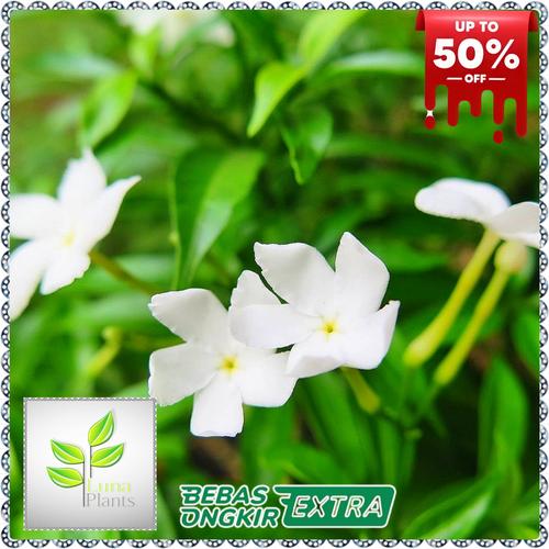 Jual Tanaman hias rombusa green - tanaman hias hijau - Kab. Bogor ...