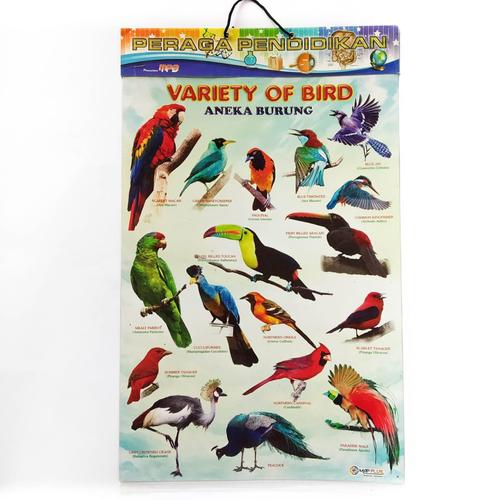 Jual POSTER VARIETY OF BIRD ( ANEKA BURUNG ) - Kota Bandung - PULAU ...