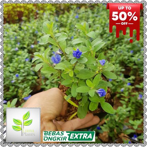 Jual tanaman hias bunga blue eyes - bunga baby blue eyes - Kab. Bogor ...