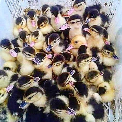 Jual Bibit Bebek Entok - Dod Entok - Anak Bebek Entok - Entog - Mentok ...