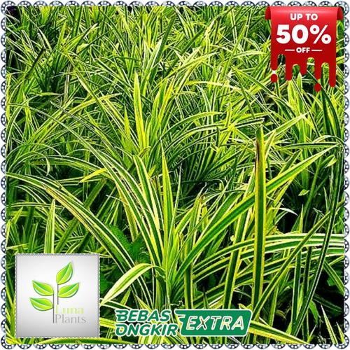 Jual tanaman hias pandan kuning - daun pandan - Kota Depok - LunaPlants ...