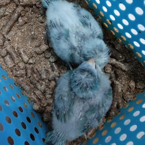 Jual Burung Hias Baby Monk Parakeet Blue / Blue Pallid Jinak Lolohan ...
