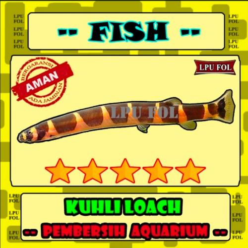 Jual Ikan Kuhli Loach - Pembersih Sisa Makanan - Kota Bekasi - IS FISH ...