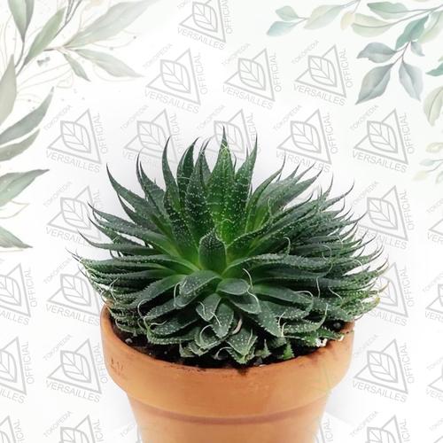 Jual Tanaman Bunga Hias Jarginata Sucula Plant Cantik Plants Rare ...