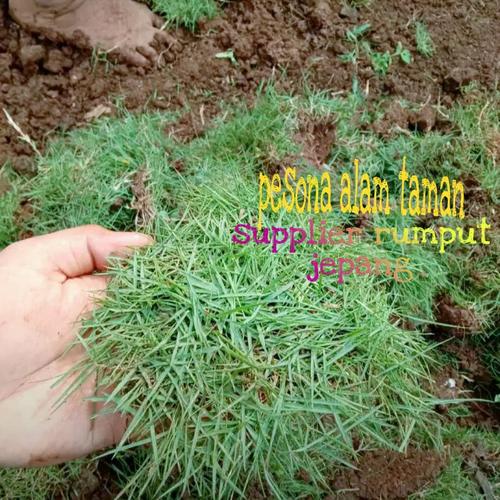 Jual rumput Jepang, rumput Peking asli harga permeter - Kab. Bogor ...