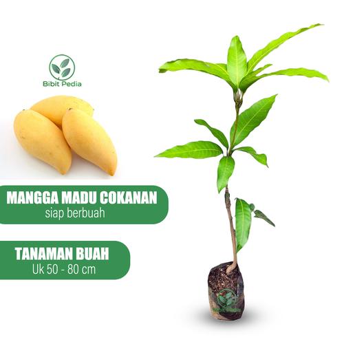 Jual Bibit Pohon Mangga Cokanan Tanaman Buah Mangga Madu - Kota Bekasi ...