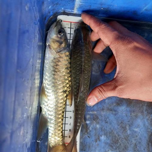 Jual ikan dewa kancera mahseer jurung 24 cm - Kab. Bandung - citra ...