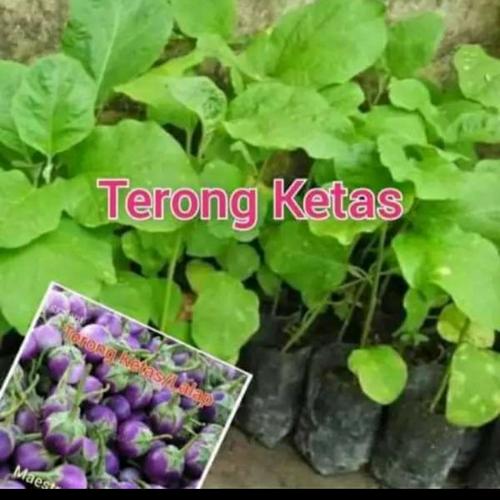 Jual Bibit Terong Ungu Bulat/ Sayur Terong Ketas/ Terong Lalap - Kab ...
