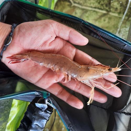 Jual udang hidup, sashimi grade shrimp, エビ刺身,エビ, 새우, - Kota Tangerang ...