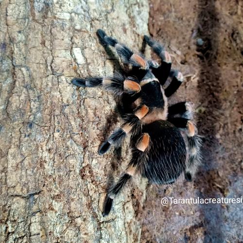 Jual Brachypelma Hamori Sling - Kab. Tangerang - Tarantula_Republic ...