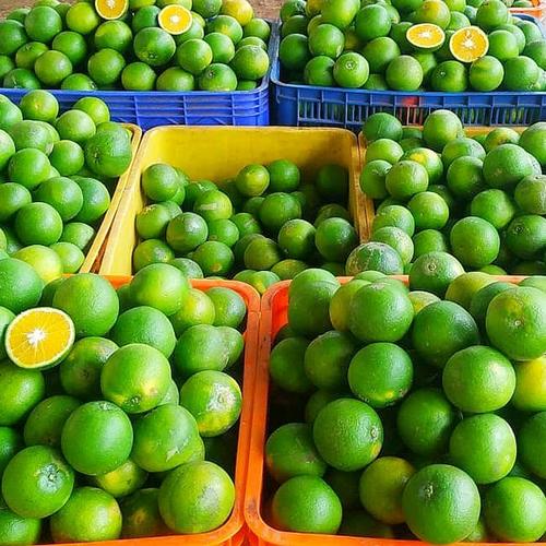 Jual JERUK BABY JAVA GRADE SUPER - Jakarta Selatan - Takkasi buah fresh ...