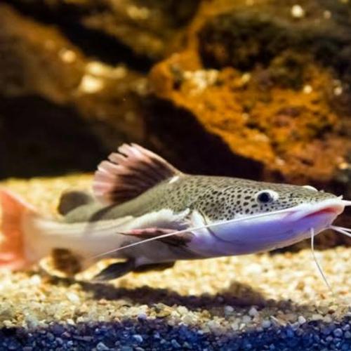 Jual ikan RTC Red Tail Cat Fish / khusus gojek dan grab - Jakarta ...