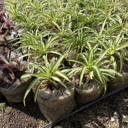 Jual Tanaman Spider Plant - Jakarta Barat - little Bali landscape ...