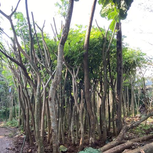 Jual Tanaman Trembesi Tinggi 3 Meter - Jakarta Barat - Little Bali ...