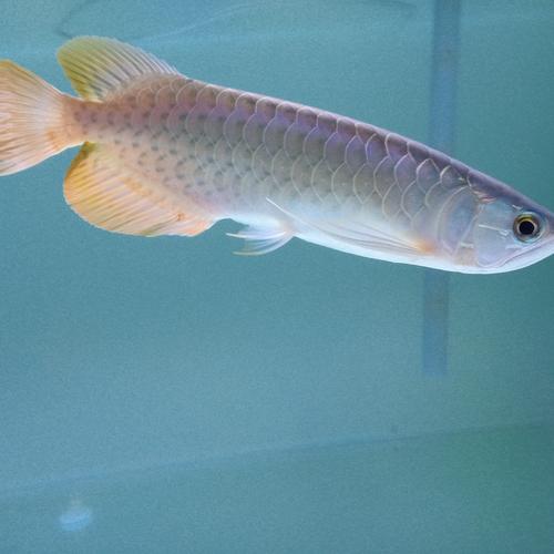 Jual arwana super red sepauk anakan 15-20 cm - Kota Depok - Boby ...