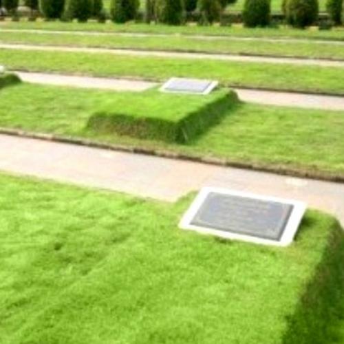 Jual Rumput Jepang Utk makam Full sekitar nya 20cm / Rumput Makam ...