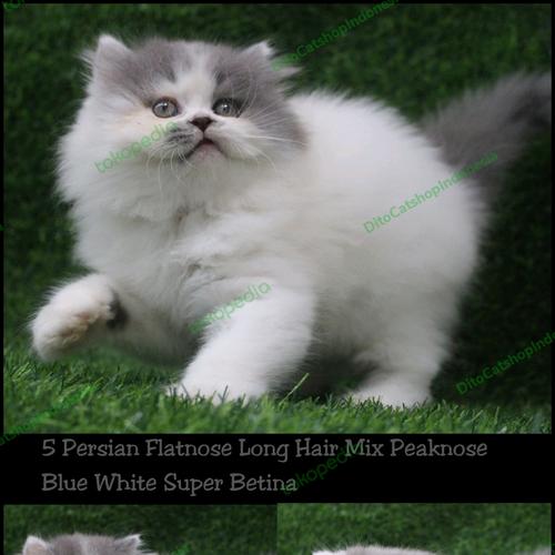 Jual Kucing Persia Peaknose Super - Jakarta Pusat ...