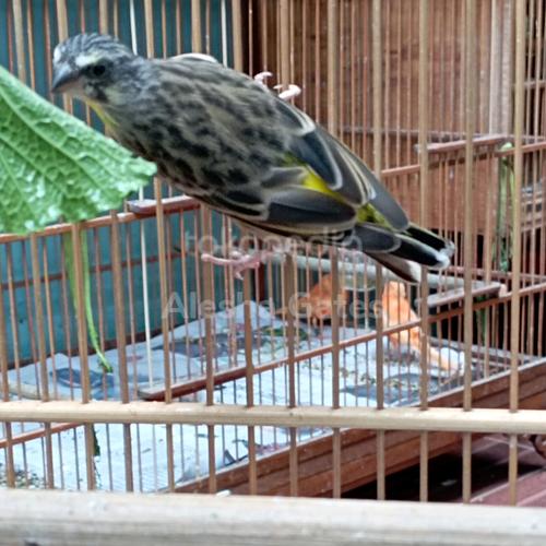 Jual BURUNG LEMON FINCH BT ORIGINAL JANTAN MUDA GACOR MULUS LIMITED ...