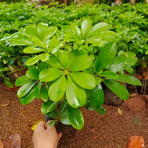 Jual tanaman hias Walisongo hijau - tanaman perdu - tanaman indoor ...