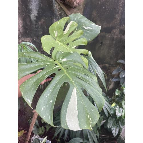 Jual Monstera king thaicons variegata besar otw 4 daun - Kab. Bantul ...