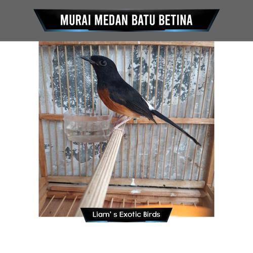 Jual Burung Murai Batu Medan Betina Siapan - Jakarta Timur ...
