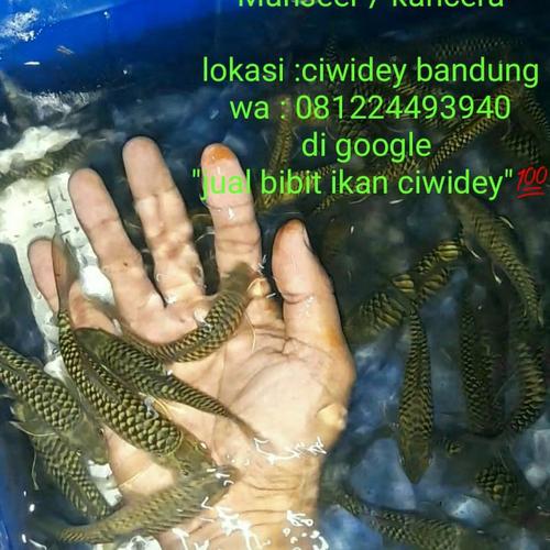 Jual bibit ikan dewa ihan jurung torsoro kancra semah daun 9-10 cm ...