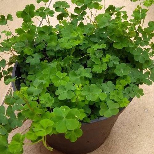 Jual BIBIT TANAMAN SEMANGGI-OBAT INFEKSI SALURAN KENCING JUGA ANEMIA ...