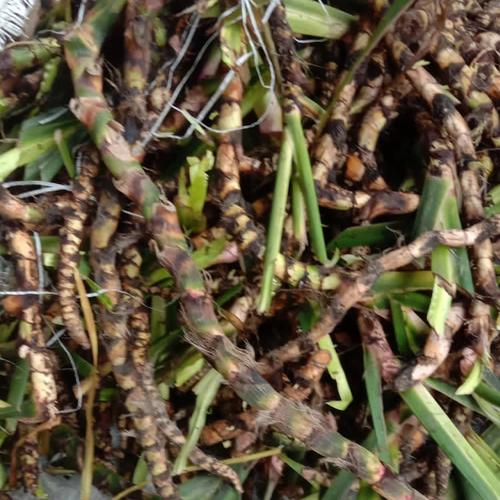 Jual [TERMURAH] Jeringau Dlingo 250gr - 1kg / Akar Jeringau Dlingo ...