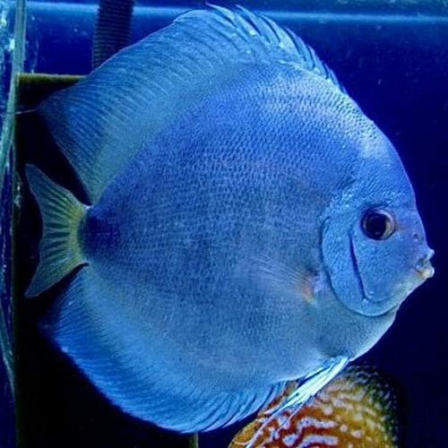 Jual discus blue diamond ikan discus blue diamond - Kota Tangerang Selatan - D'li store | Tokopedia