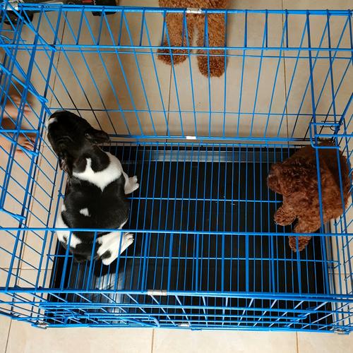 Jual kandang kucing anjing kelinci rabbit cage musang dog cat dua pintu ...