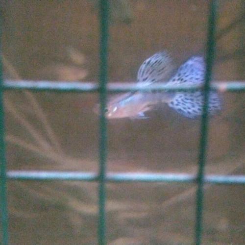 Jual IKAN HIAS GUPPY BLUE GRASS GUPPI GAPI BLUE GRASS - Kota Surabaya ...