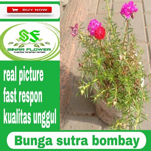 Promo Bunga sutra bombay tumpuk/tanaman hias hidup/sutra bombay di ...