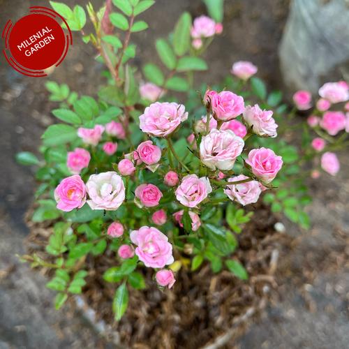 Jual Mawar Import Minion tanaman hias outdoor - Kab. Bandung Barat ...