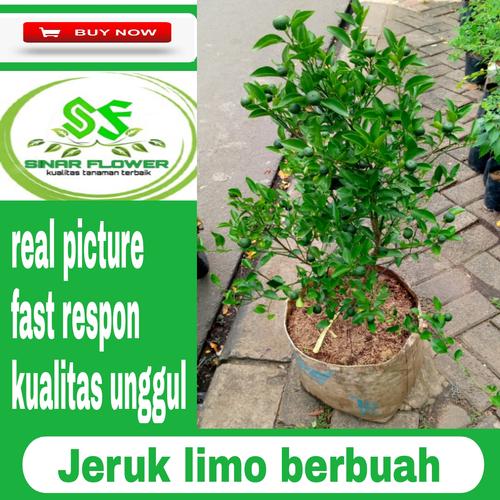 Promo pohon jeruk limo berbuah/jeruk limo sudah rimbung-berbunga dan ...