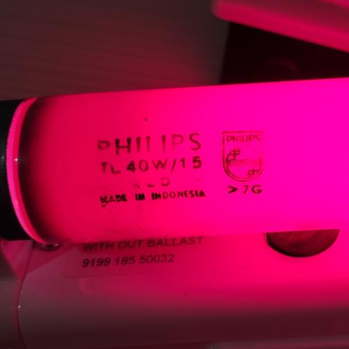 Jual Lampu TL Philips 40W/15 Red Merah Lamp Fluorescent F40T12 "TL ...