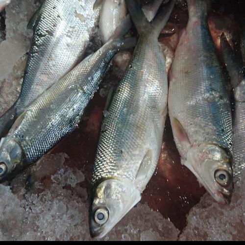 Jual ikan bandeng segar 1kg - Jakarta Barat - balek wawa | Tokopedia