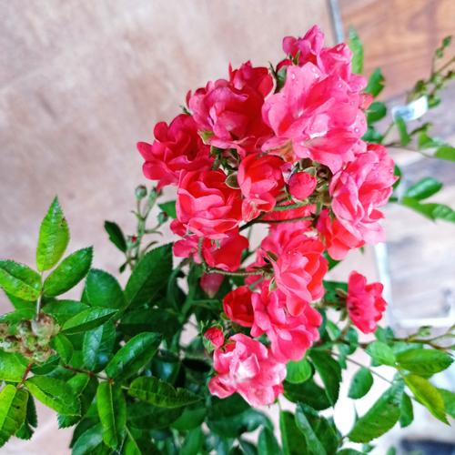 Jual Mawar Rambat / Climbing Rose Orange Size Remaja - Kota Batu - Indo ...