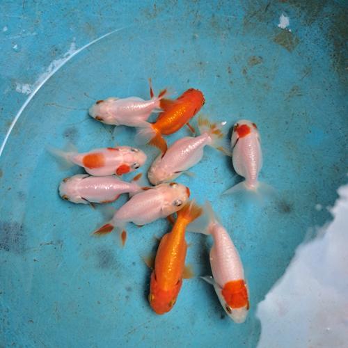Jual ikan mas koki ranchu rw - Kota Bekasi - H qonita fish | Tokopedia