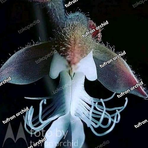 Jual tanaman anggrek jewel anoecthochillus/anggrek permata - Kab ...