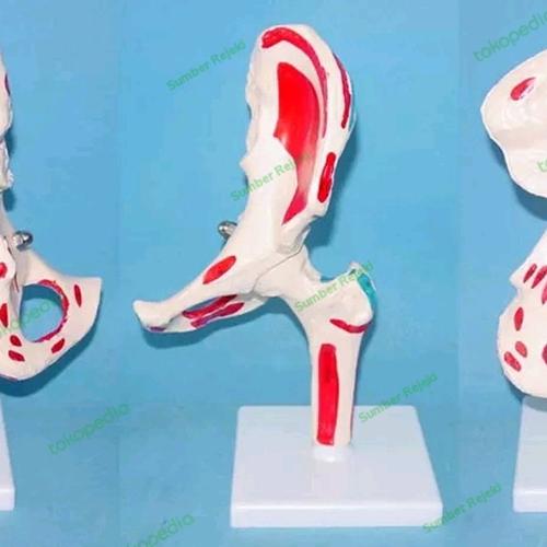 Jual Model Anatomi Sendi Pinggul 1:1 Life Size Human Hip Joint Skelet ...