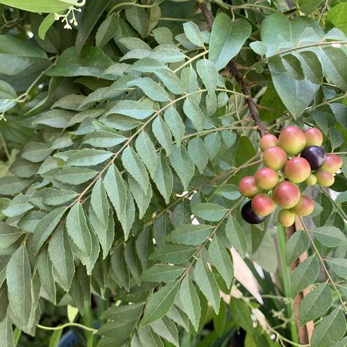 Jual Daun kari segar organik / daun salam koja / daun temurui 1 tangkai ...