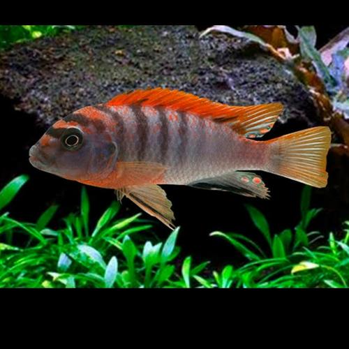 Jual cichlid red top hongi (labidochromis sp. hongi) - 3cm - Kab. Garut ...
