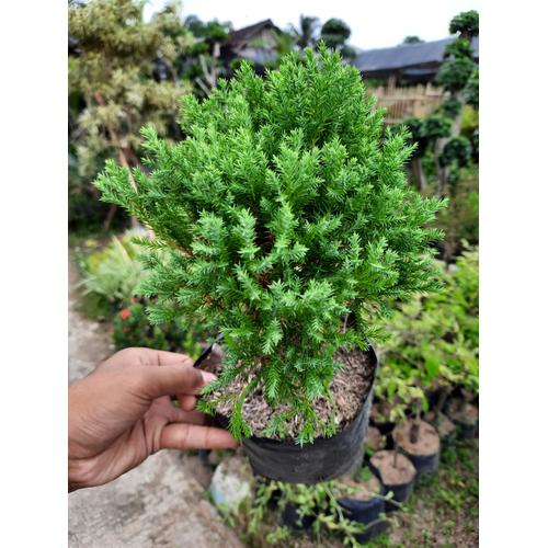 Jual Tanaman Hias Cemara Embun Pohon Cemara - Kota Bekasi - Bibit Pedia ...