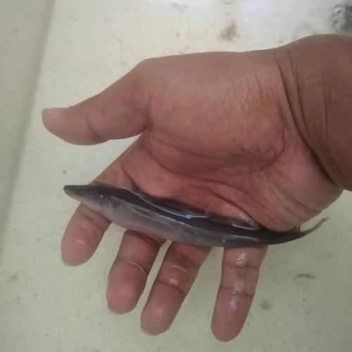 Jual Aba Aba Knife fish - Jakarta Barat - AquaCornerjakarta | Tokopedia