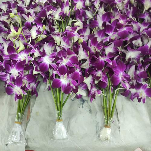 Jual Bunga Anggrek Dendrobium (Bunga Segar Jakarta) - Ungu - Jakarta ...