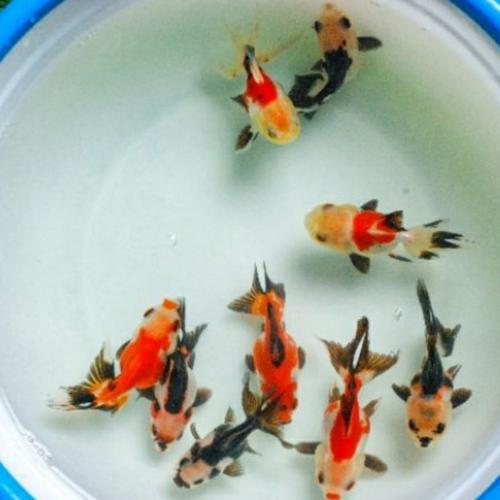 Jual ikan hias mas koki panda 3 collor beby size 5-8 cm - saize 2-3-4cm ...