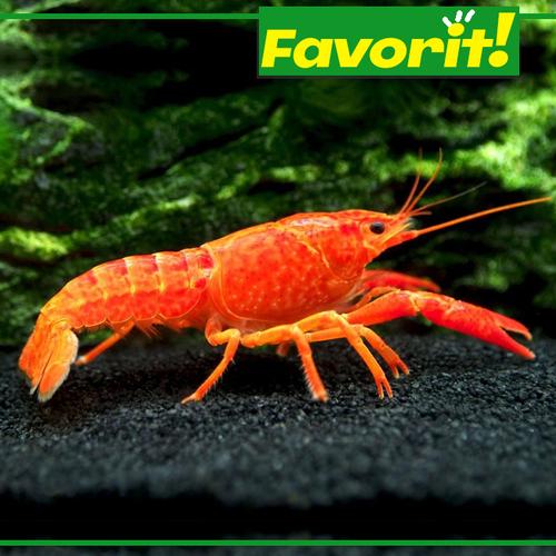 Jual Udang Hias Lobster Merah Air Tawar Hiasan Aquarium Aquascape Unik ...