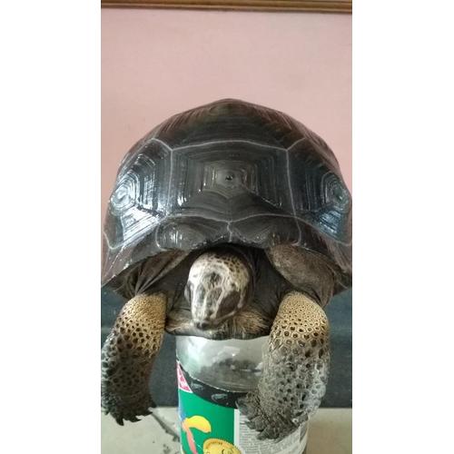 Jual Aldabra Super High Dome Grade A Torto Tortoise Kura Darat ...