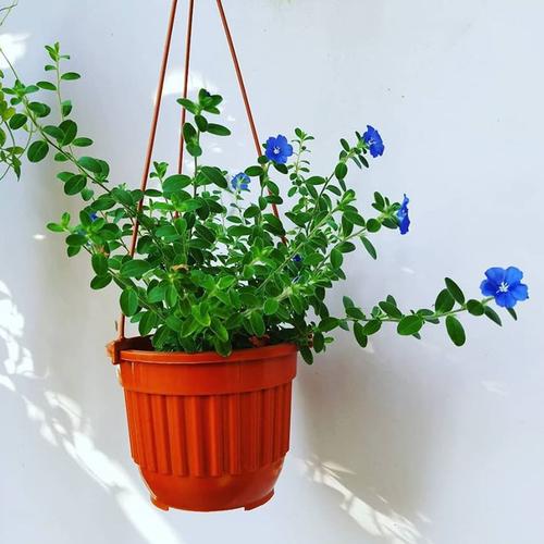 Jual Tanaman Bunga Blue Eyes - Baby Blue Eye Hias - Kota Bekasi - Bibit ...